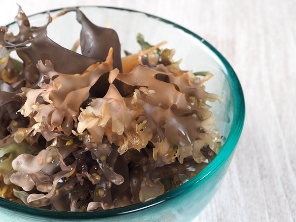 The Difference Between Fake and Real Sea Moss: What to Know – Alkaline ...
